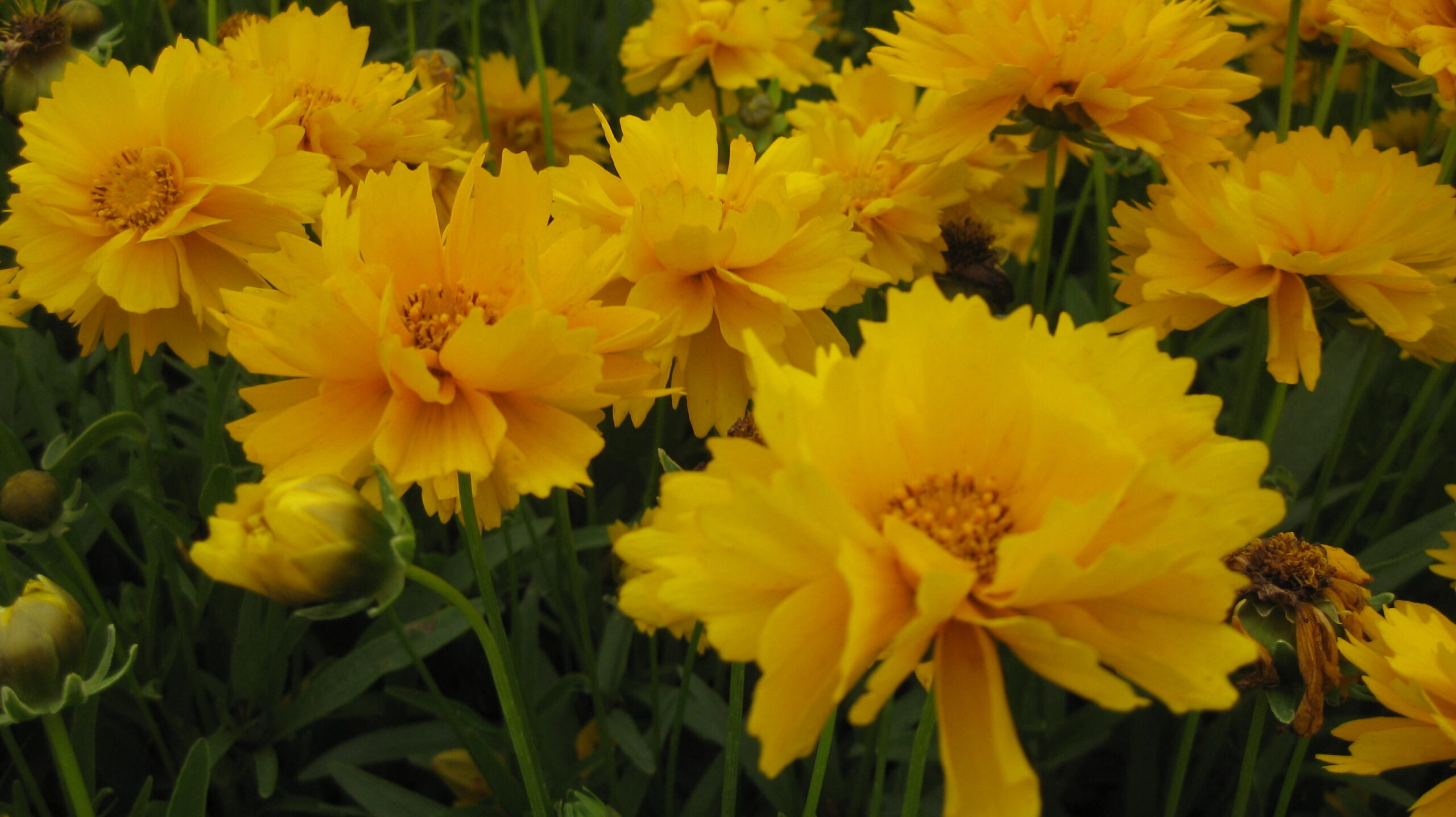 5 Full Sun Perennials | Landscaping Design & Installation Lombard IL