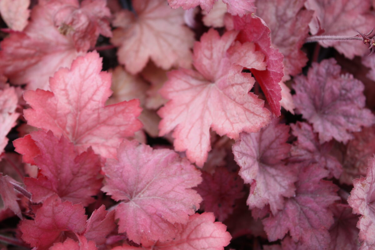 6 New Perennial Plants That Anyone Can Grow