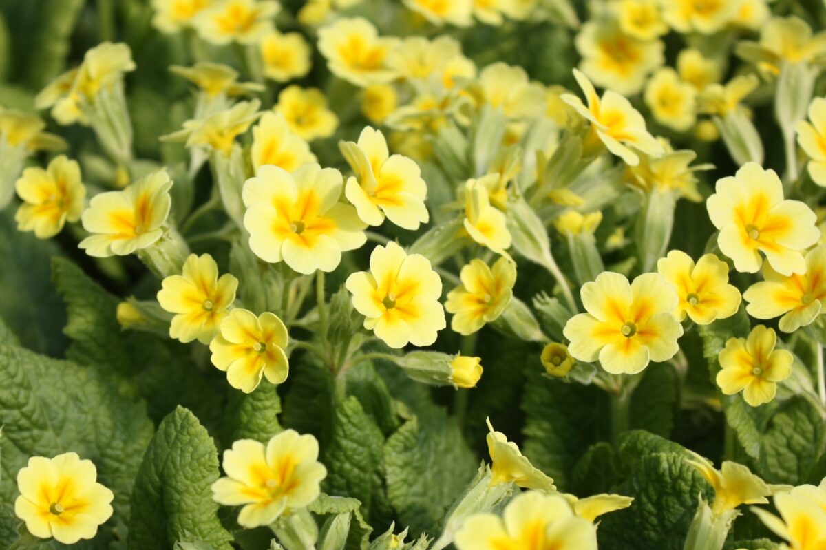 6 New Perennial Plants That Anyone Can Grow