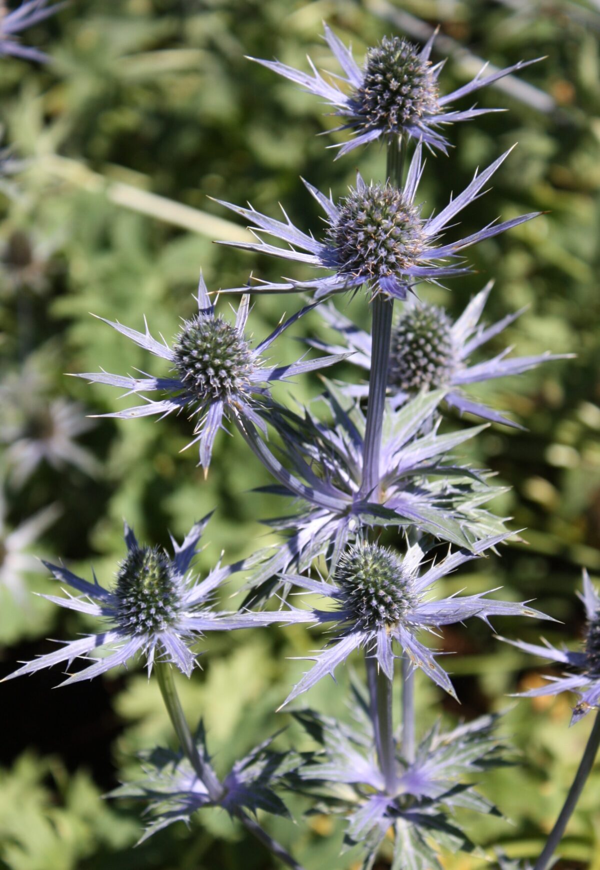 New Perennial Selections for This Year